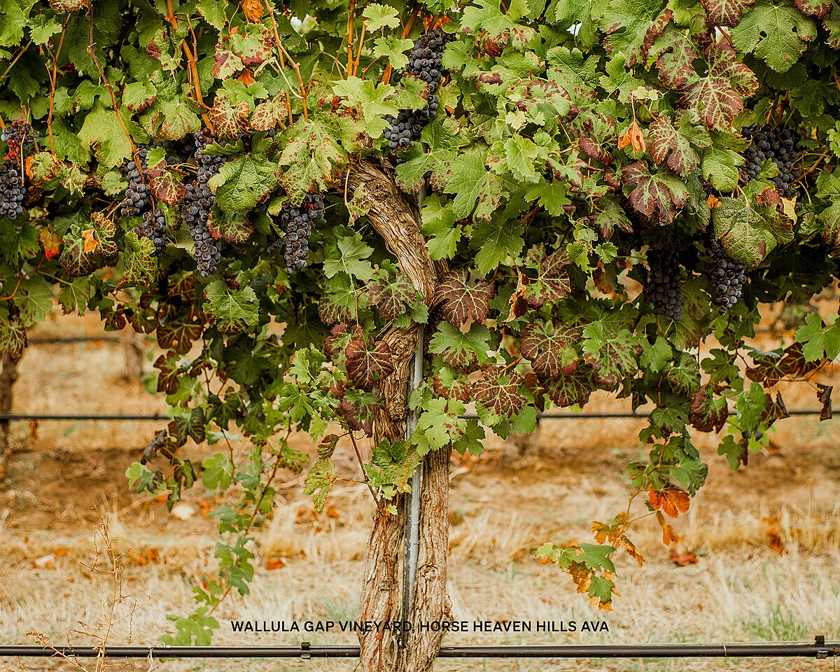 Matthews Winery | 2021 Matthews Horse Heaven Hills Cabernet Sauvignon